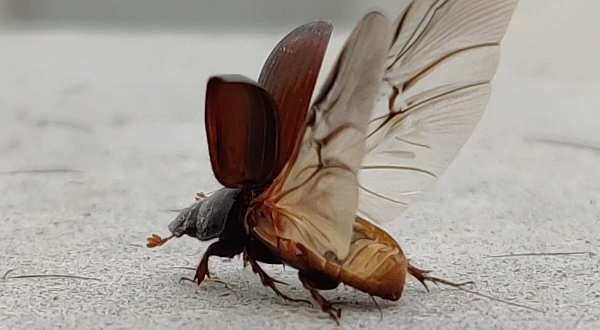 What do you find in dung pats? - Dung Beetles for Farmers
