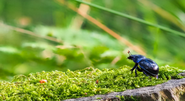 Why care about Dung Beetles - Dung Beetles for Farmers